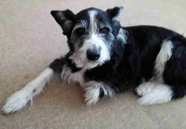 The Oldies Club - Dogs for Adoption - dogsblog.com - Page 3 of 51