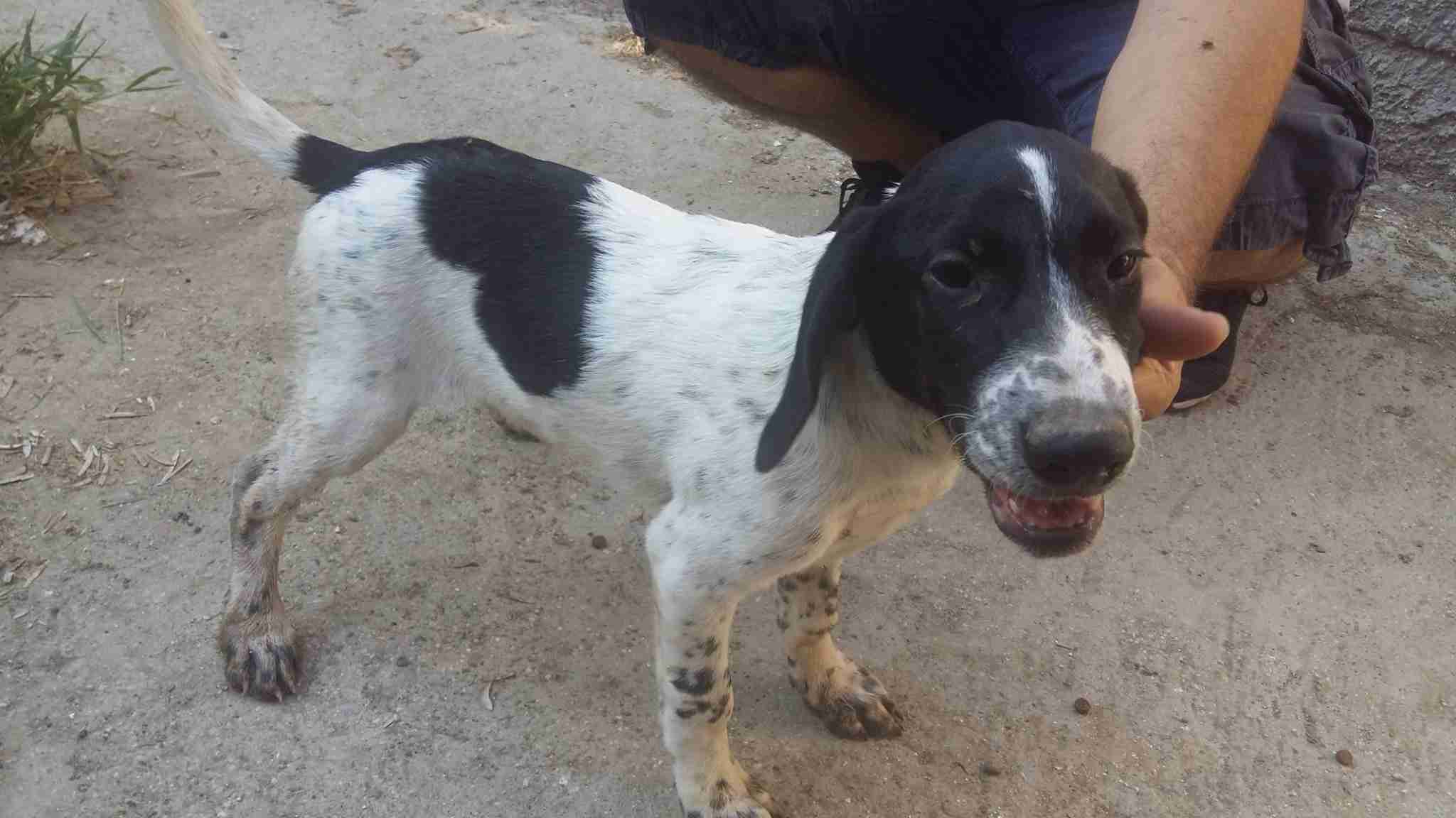 Oreo – 5-6 month old male Pointer Cross dog for adoption