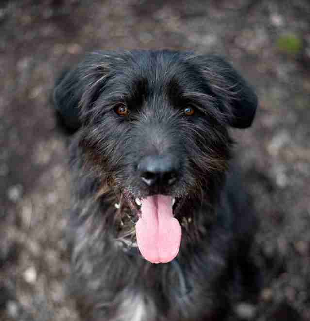 DOG Rescue Cyprus - Dogs for Adoption - dogsblog.com - Page 7 of 45