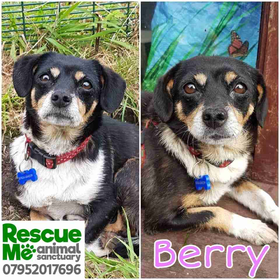 Berry - 7 year old female Jack Russell Terrier cross Pekingese ...