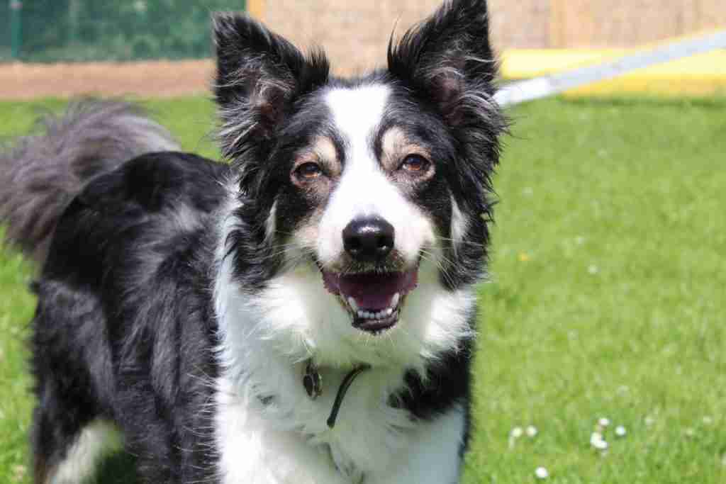 Indy - 6 year old female Border Collie available for adoption