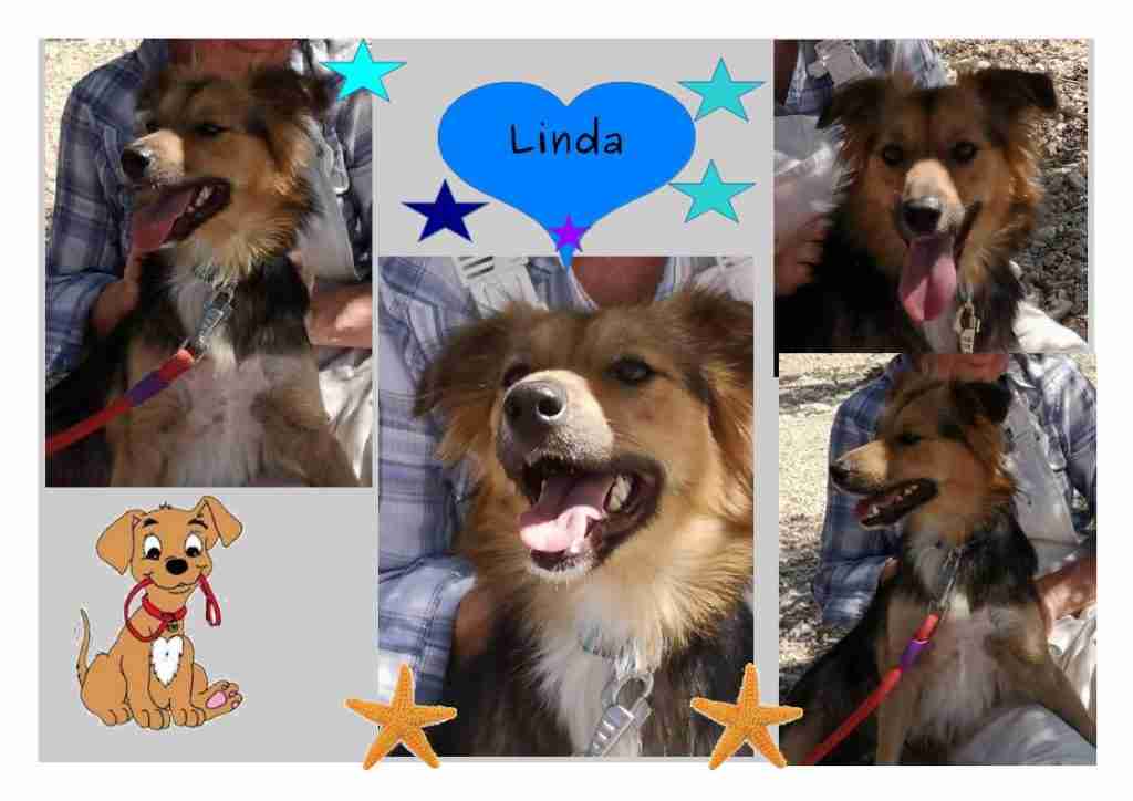 Starfish Dog Rescue Gloucestershire - Dogs for Adoption - dogsblog.com ...