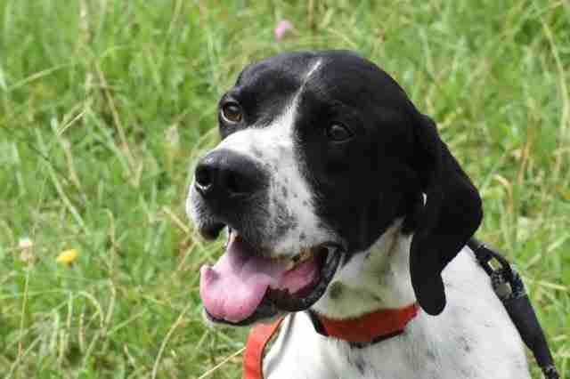 Setter, Brittany & Pointer Rescue - Dogs for Adoption - dogsblog.com ...