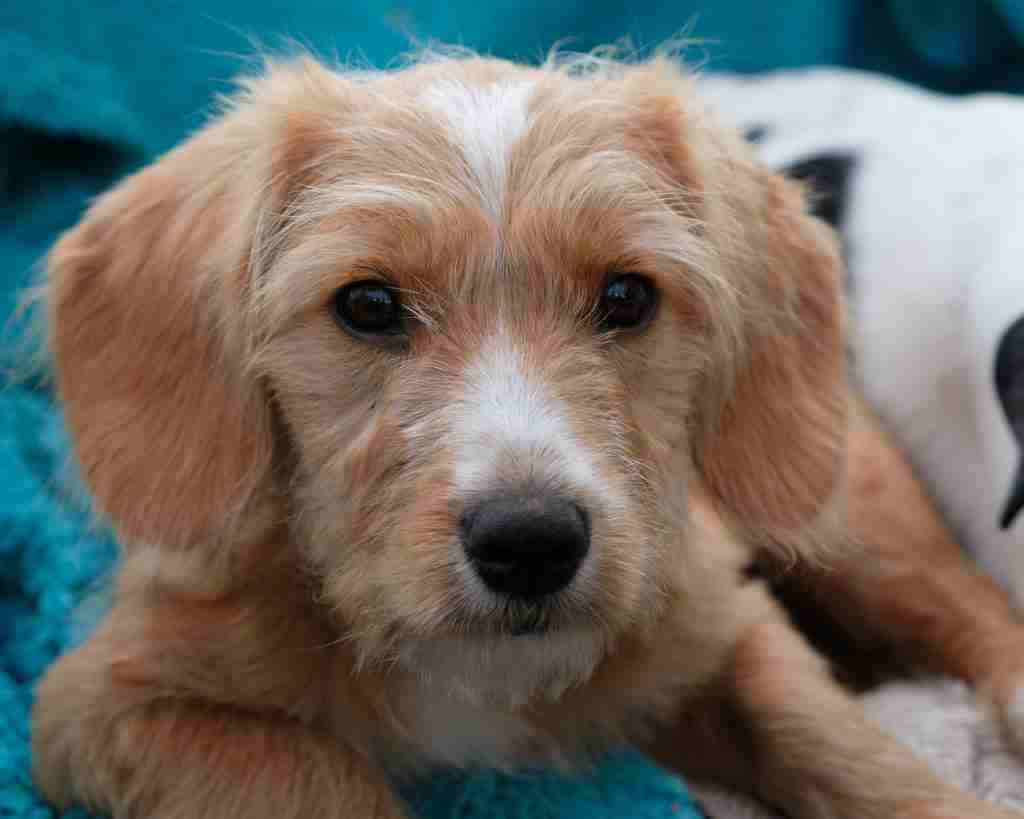 23 Droll Romanian Dog Rescue Lincolnshire Photo 8K Uk bleumoonproductions 23-droll-romanian-dog-rescue-lincolnshire-photo-8k-uk-bleumoonproductions