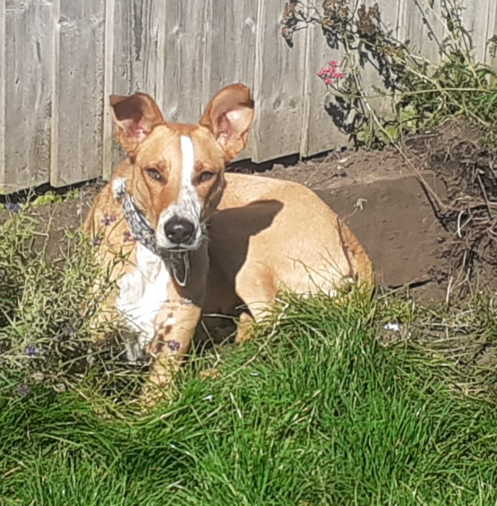 Connie - 2-3 year old female Podenco cross Labrador available for adoption