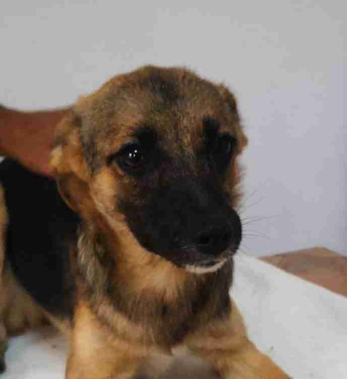 Good Karma Rescue - Dogs for Adoption - dogsblog.com - Page 9 of 24