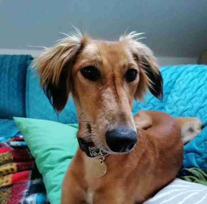 Mindy - 10 month old female Saluki available for adoption