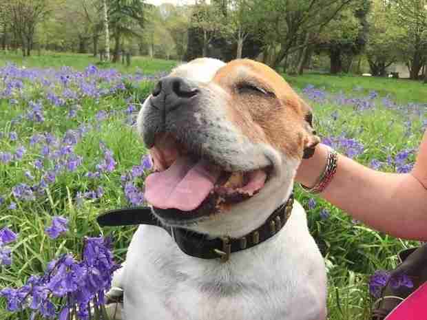 The Oldies Club - Dogs for Adoption - dogsblog.com - Page 4 of 50