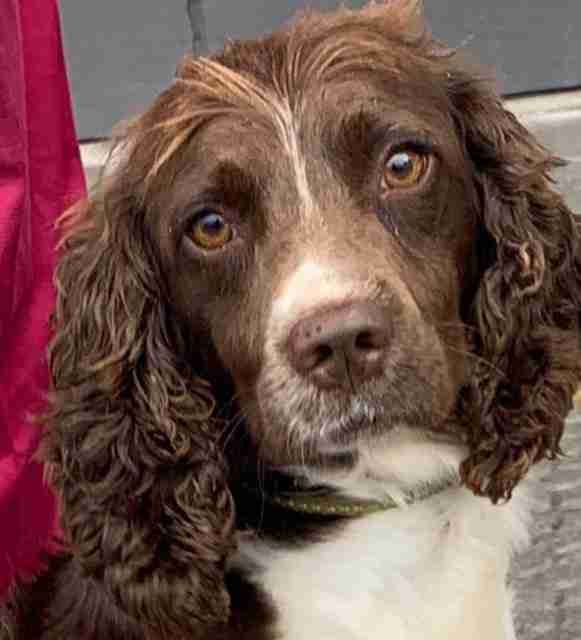 Nela - 3 year old female English Springer Spaniel available for adoption