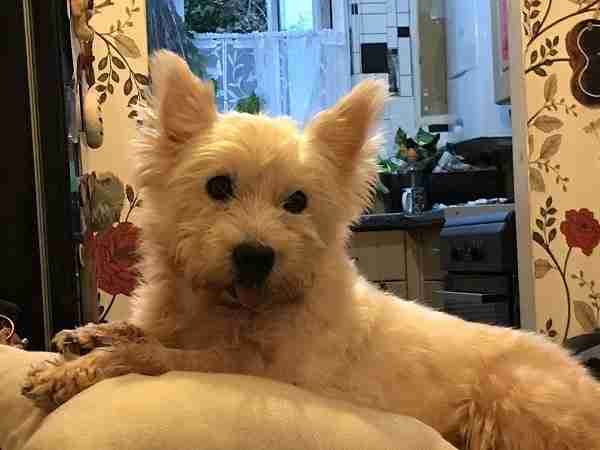 The Oldies Club - Dogs for Adoption - dogsblog.com - Page 4 of 50