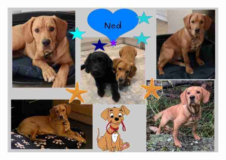 Starfish Dog Rescue Gloucestershire - Dogs for Adoption - dogsblog.com ...