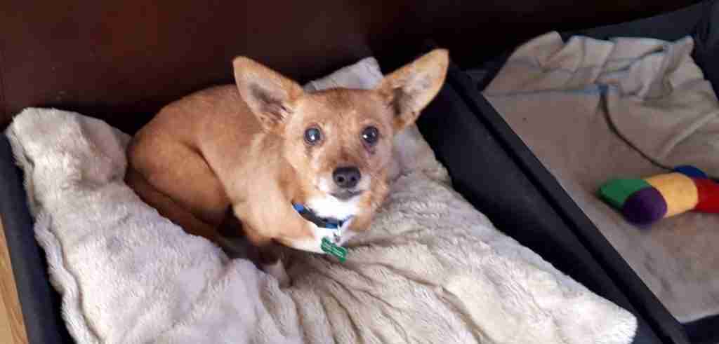 Good Karma Rescue - Dogs for Adoption - dogsblog.com - Page 9 of 24