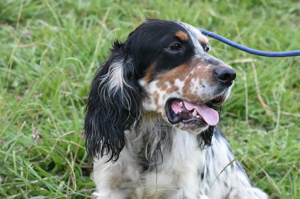 Eto and Evo - 1 year old male English Setters available for adoption