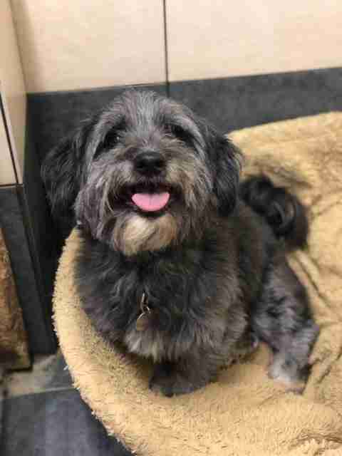 Gandalf - 9 year old male Lhasa Apso cross Schnauzer available for adoption