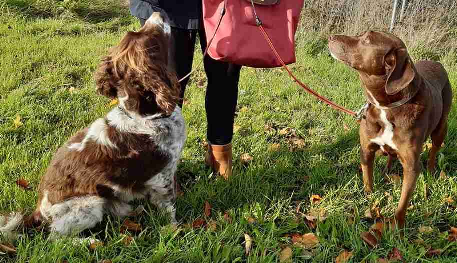 Bracken and Tia - 12 year old male and 9 year old female Springer ...