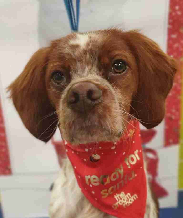 Brittany Spaniel Dogs For Adoption