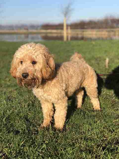 Bailey - 1 year old male Cockapoo available for adoption