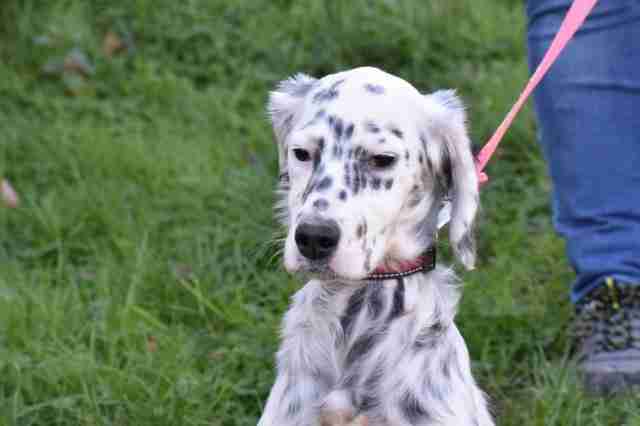 Kira - 5 month old female English Setter available for adoption