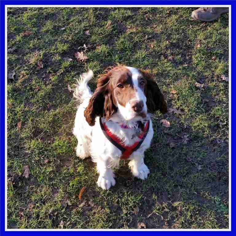 Spaniel Aid UK - Dogs for Adoption - dogsblog.com - Page 3 of 22