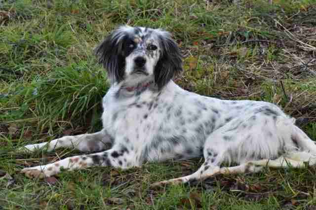 Luna - 10 month old female English Setter available for adoption