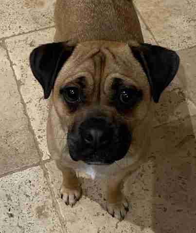 Pug Cross Dogs For Adoption