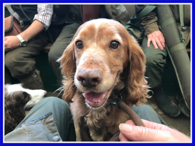 Spaniel Aid UK - Dogs for Adoption - dogsblog.com - Page 2 of 22