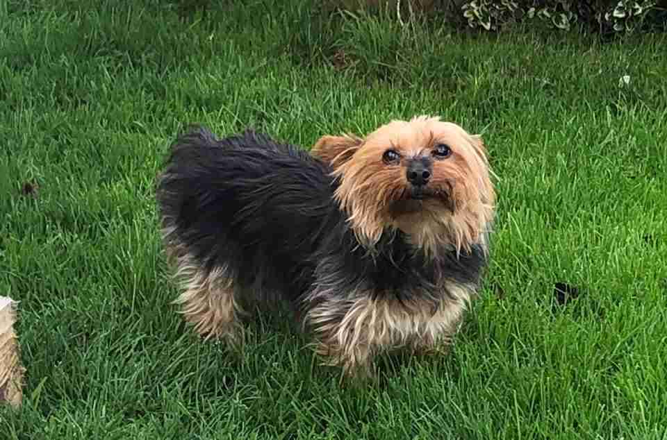 Maggie - 4-5 year old female Yorkshire Terrier available for adoption