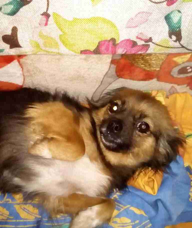 Good Karma Rescue - Dogs for Adoption - dogsblog.com - Page 9 of 24