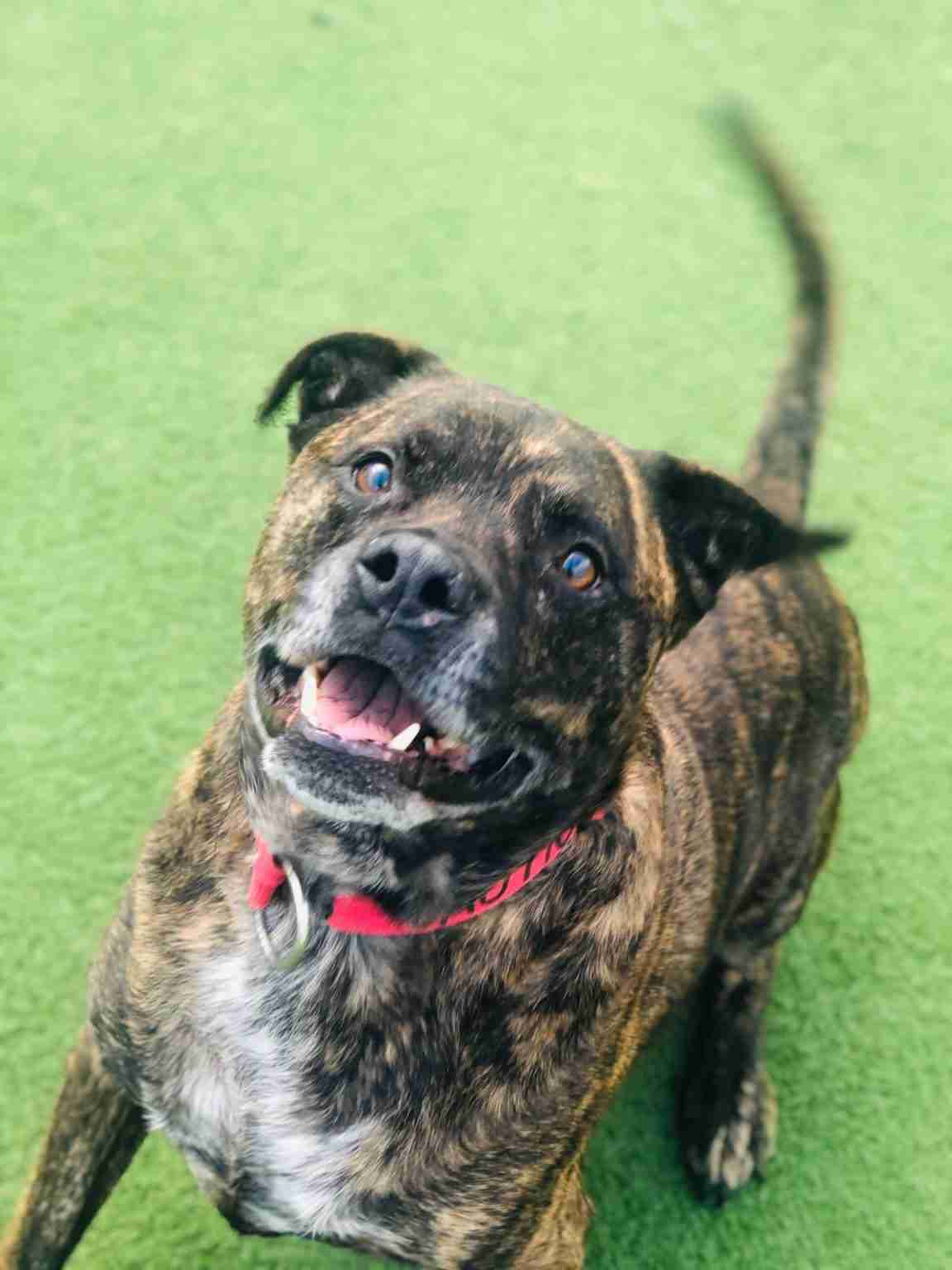 RSPCA Northamptonshire Branch - Dogs for Adoption - dogsblog.com