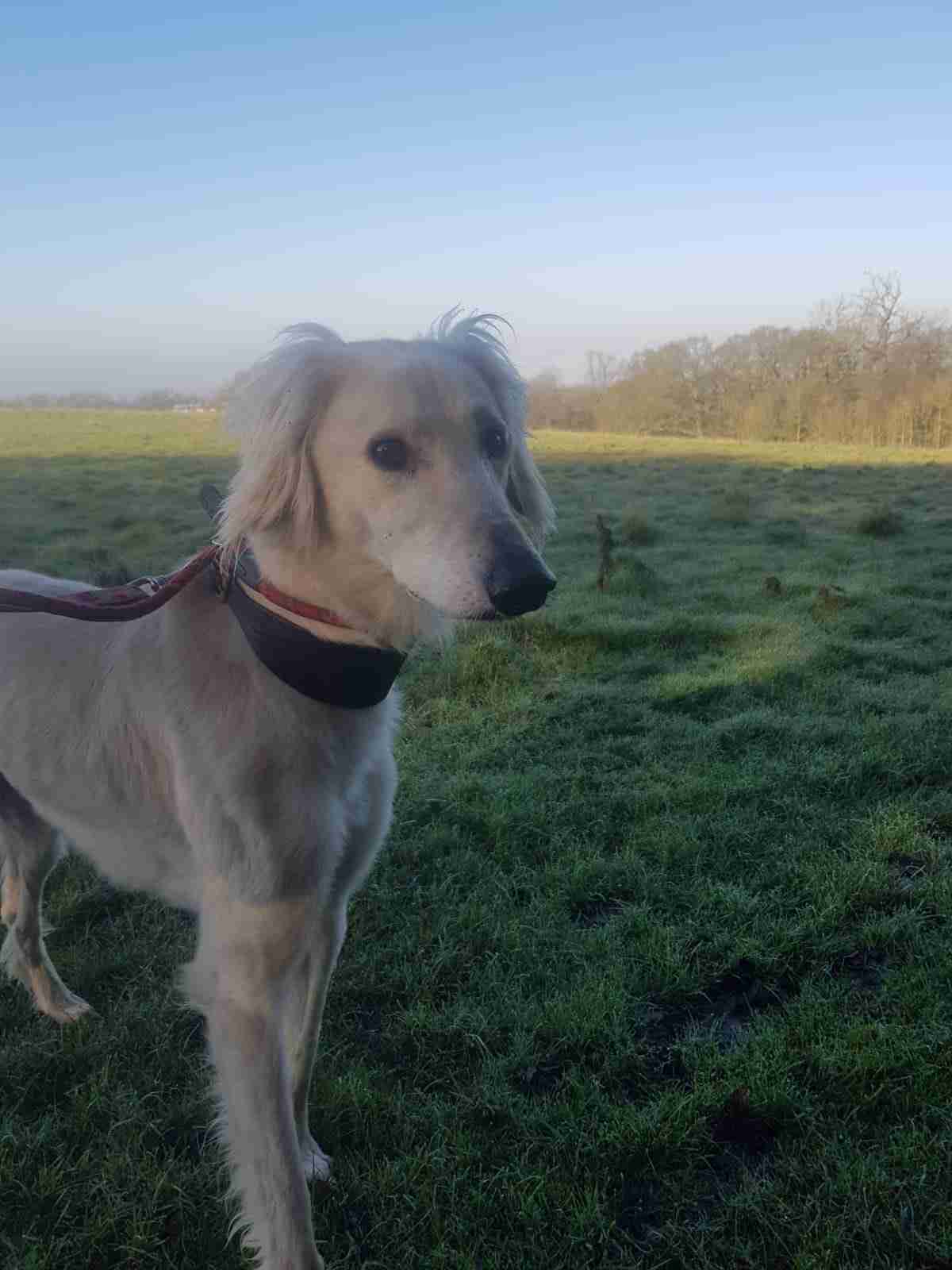 Albert - 1 year old male Saluki available for adoption