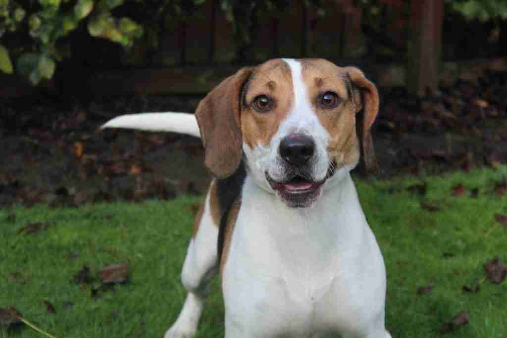 Cooper - 3 year old male Beagle available for adoption