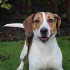 Beagle Dogs for Adoption | dogsblog.com