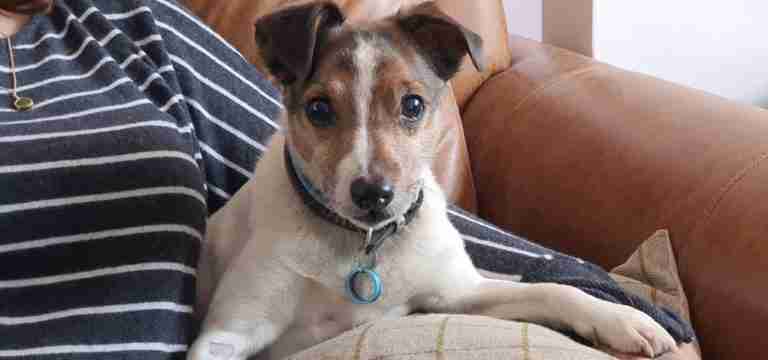 Mayhew Animal Home - Dogs for Adoption - dogsblog.com