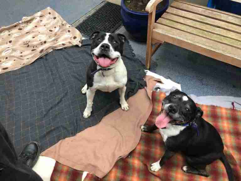 Mayhew Animal Home - Dogs for Adoption - dogsblog.com