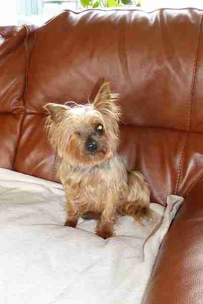 The Oldies Club - Dogs for Adoption - dogsblog.com - Page 4 of 51