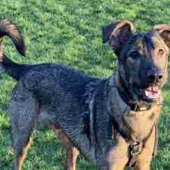 Lurcher Cross Dogs For Adoption