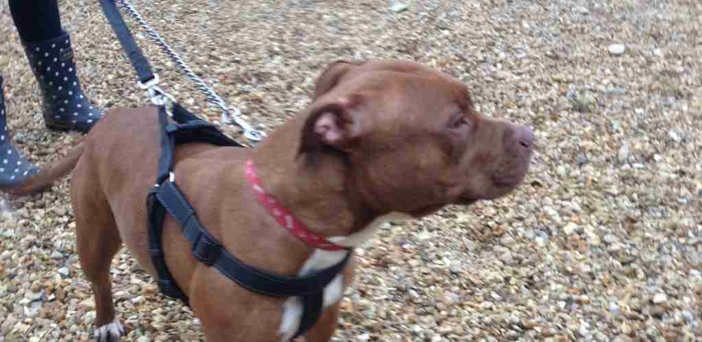 Ginger - 3 year old female Staffordshire Bull Terrier available for ...