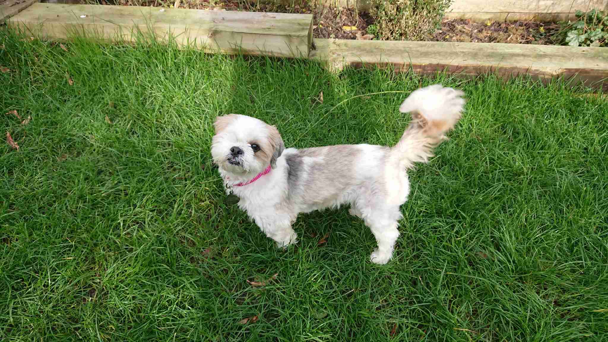 Mayhew Animal Home - Dogs for Adoption - dogsblog.com