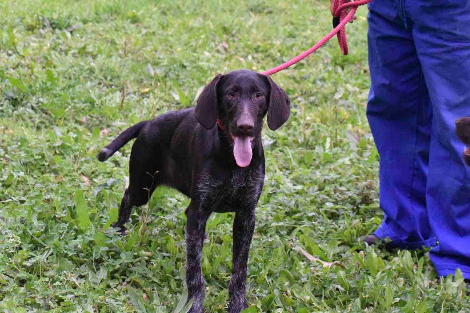 Manuel - 9 month old male German Short-Haired Pointer Cross available ...