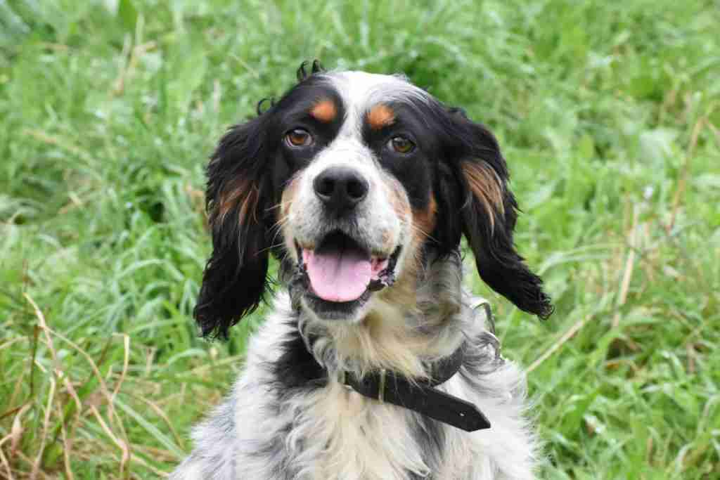Rex - 4 year old male English Setter available for adoption