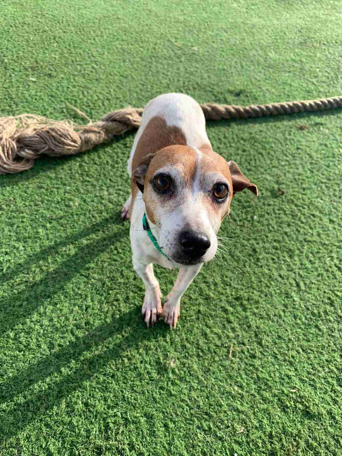 RSPCA Northamptonshire Branch - Dogs for Adoption - dogsblog.com