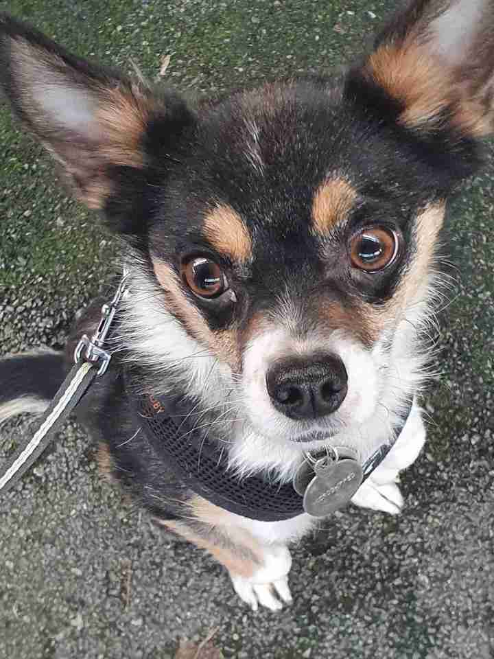 Twinks - 2-3 year old male Chihuahua available for adoption