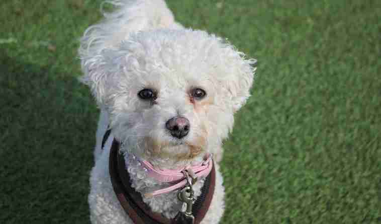 Lulu - 5 year old female Bichon Frise available for adoption