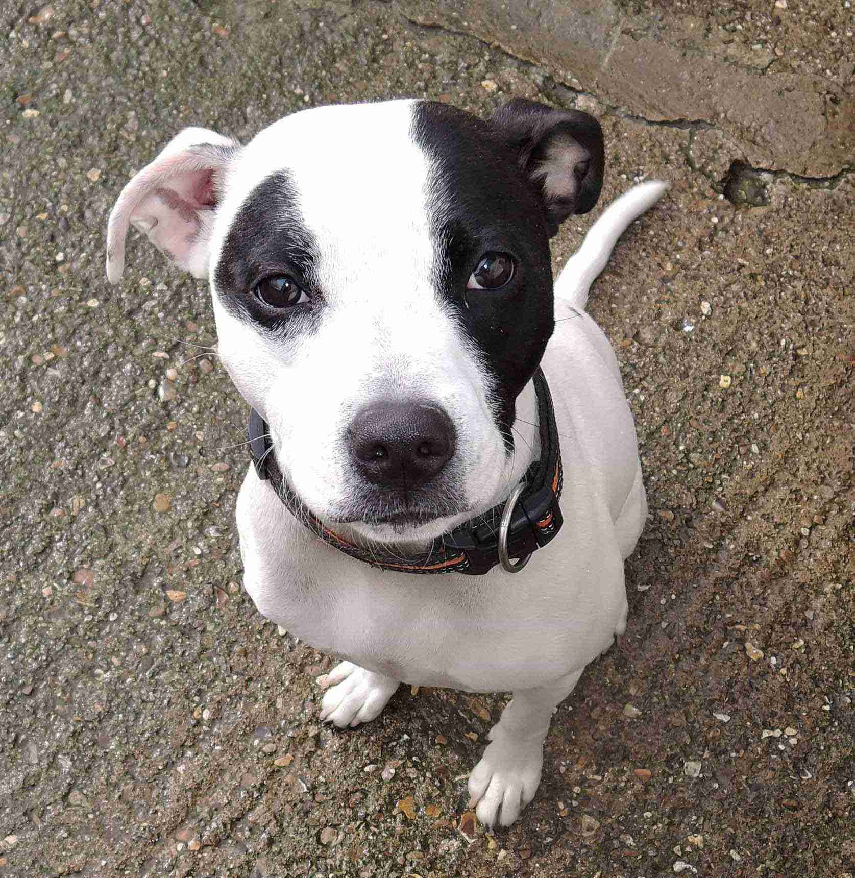 Bandit - 15 month old male Staffordshire Bull Terrier available for ...