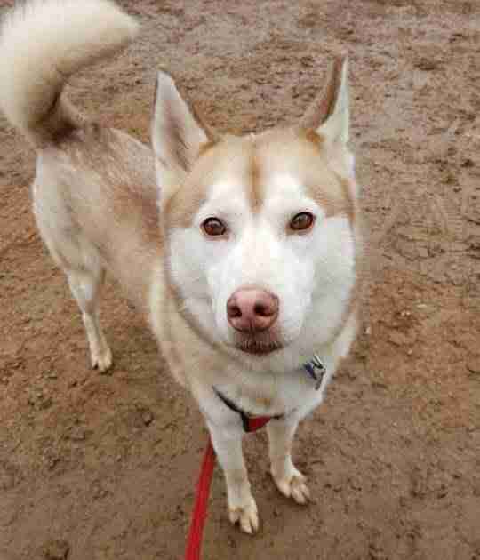 Fluke - 7 year old male Husky available for adoption