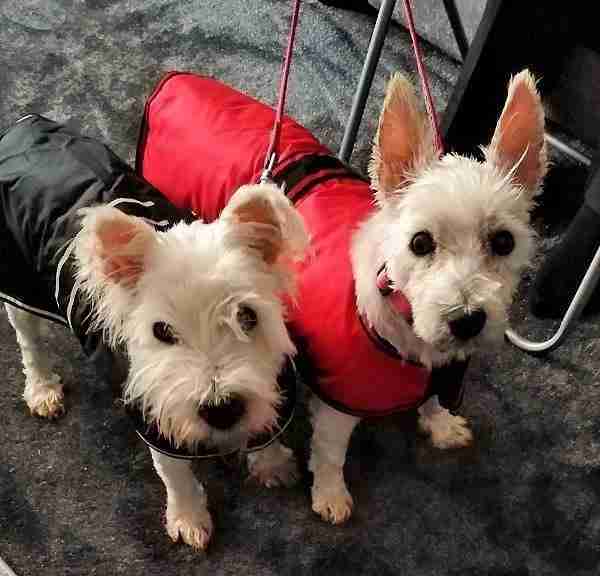 The Oldies Club - Dogs for Adoption - dogsblog.com - Page 3 of 51