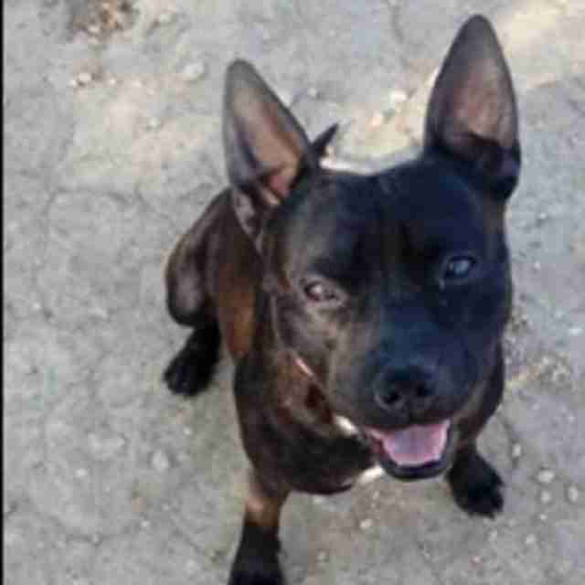 Joe - 2 year old male Staffordshire Bull Terrier cross French Bulldog ...
