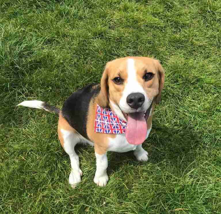 Stanley - 2 year old male Beagle available for adoption