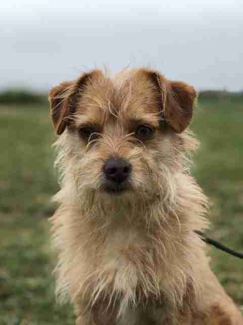 Honey - 5 year old female Griffon Bruxellois cross Border Terrier ...