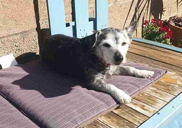 The Oldies Club - Dogs for Adoption - dogsblog.com - Page 3 of 51